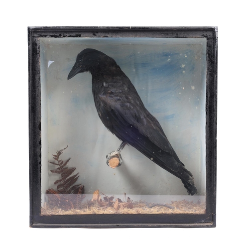 A taxidermy stuffed raven in its glass and wood case, 17" x 16" x 8 ...