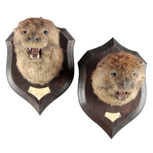 TAXIDERMY: A PAIR OF MOUNTED OTTER MASKS on shaped oak shields by ...