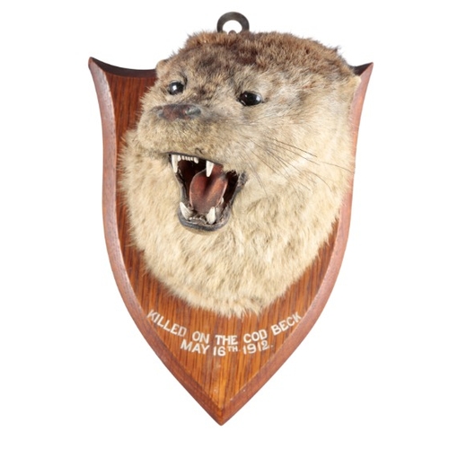 TAXIDERMY: A MOUNTED OTTER MASK on shaped oak shield by P. Spicer, with ...