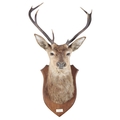 TAXIDERMY: A RED STAG HEAD MOUNT BY JOHN MACPHERSON with ivorine plaque ...