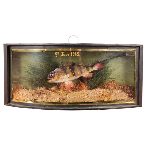 TAXIDERMY: A DEFORMED PERCH within an ebonised bowfront display case ...