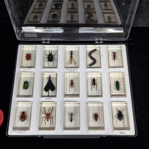 A fantastic display case holding fifteen insect specimens including ...