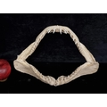 A pair of genuine shark jaws with razor sharp teeth.