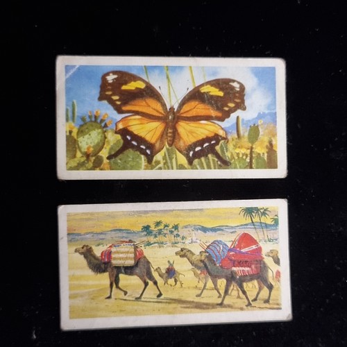 A large collection of 100's of vintage cigarette cards. Held in vintage ...