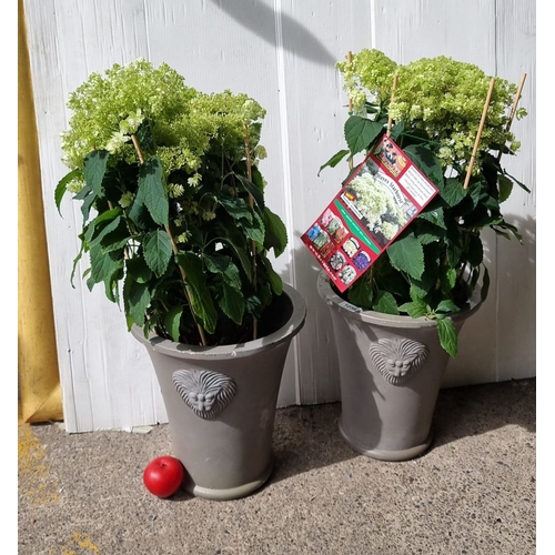Pair of live Hydrangea arborescens 'Hayes Starburst' (Double Annabelle ...