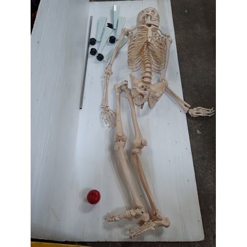 Life-size articulated plastic human skeleton model with labelled bones ...