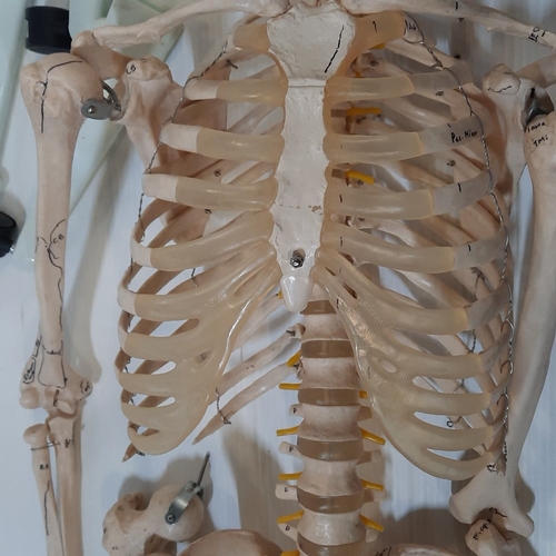 Life-size articulated plastic human skeleton model with labelled bones ...