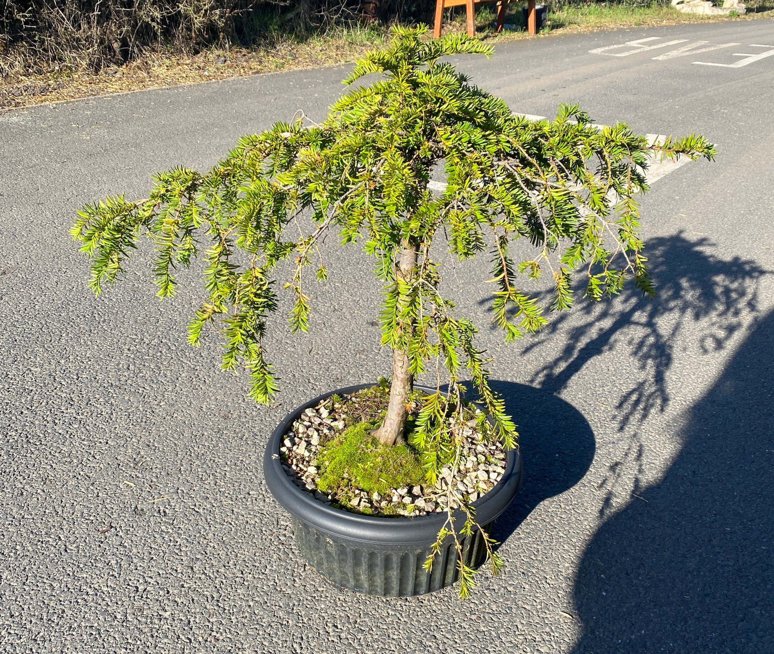 Tall Bonsai tree with planter, overall height 40 inches