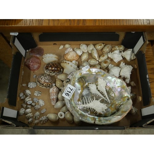 BOX OF SHELLS ETC