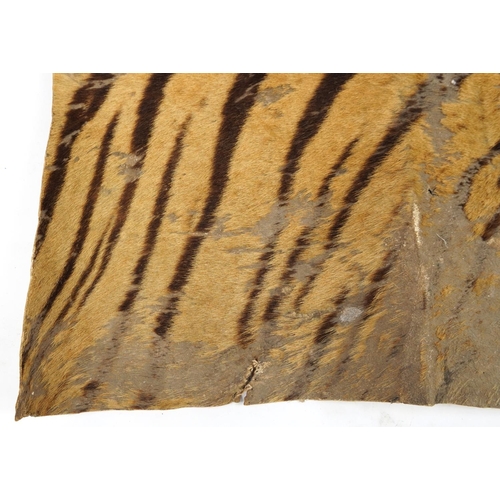 Taxidermy interest tiger's skin wall hanging, 81cm x 65cm
