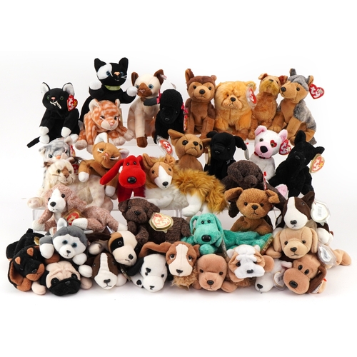 Thirty six TY Beanie Baby cats and dogs, predominantly with tags ...