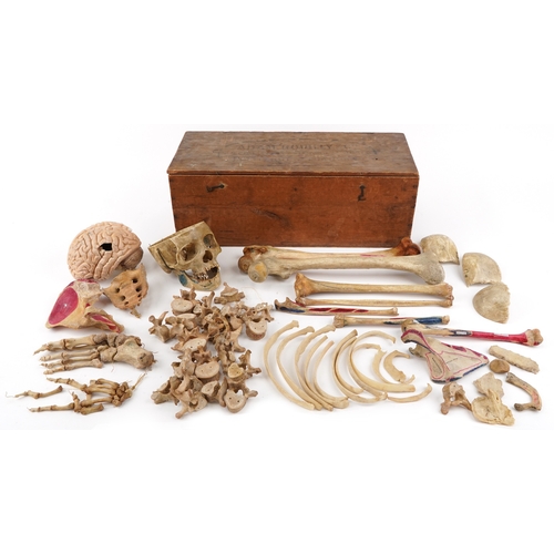 An early 20th century Adam Rouilly & Co Anatomical part skeleton ...