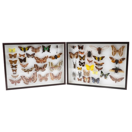 A collection of specimen butterflies, moths and insects housed in two ...