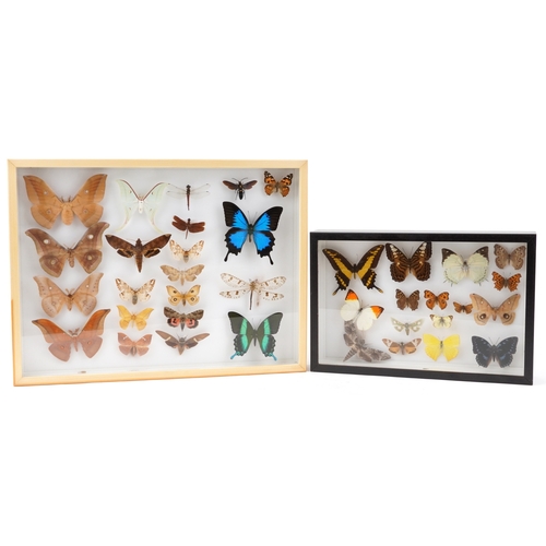 A collection of specimen butterflies, moths and insects housed in two ...
