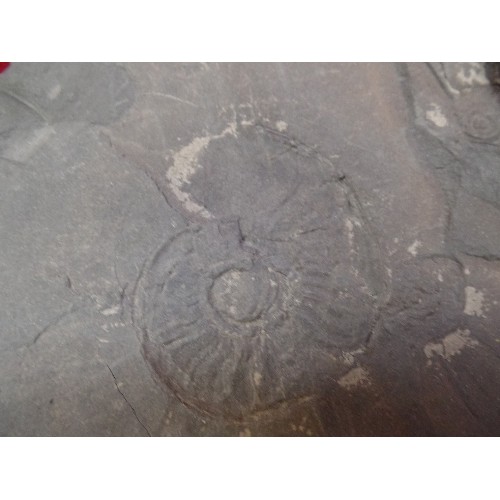 AN AMMONITE FOSSIL PRESERVED IN SLATE - 20CM X 20CM