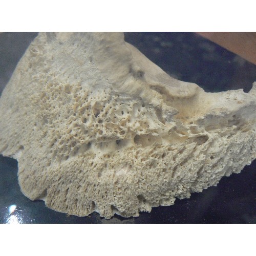 LARGE the pedal bone of horse front foot IN A PERSPEX DISPLAY BOX ...