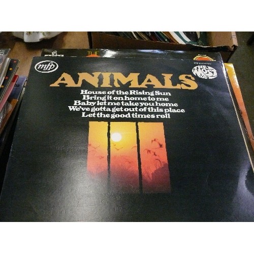 QUANTITY OF LP RECORDS - BILL HALEY, ANIMALS, BUDDY HOLY, BUCKS FIZZ ETC.
