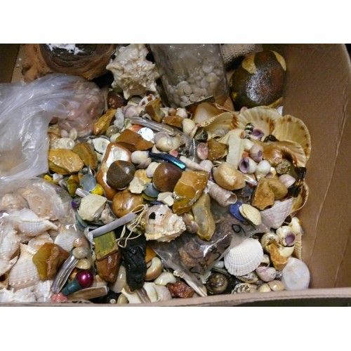 LARGE BOX OF DECORATIVE SHELLS