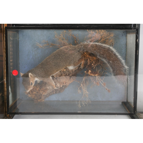 George Bazeley (1871-1958), a taxidermists arrangement of a grey ...