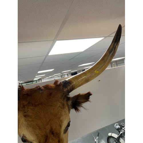 Vintage taxidermy mounted bulls head