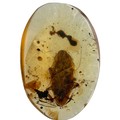 A COCKROACH FOSSIL IN DINOSAUR AGED AMBER Fantastic detail throughout ...