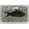 A FOSSIL FISH IN LIMESTONE, 11cm x 7cm including matrix. A complete ...