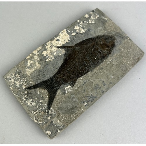 A FOSSIL FISH IN LIMESTONE, 11cm x 7cm including matrix. A complete ...