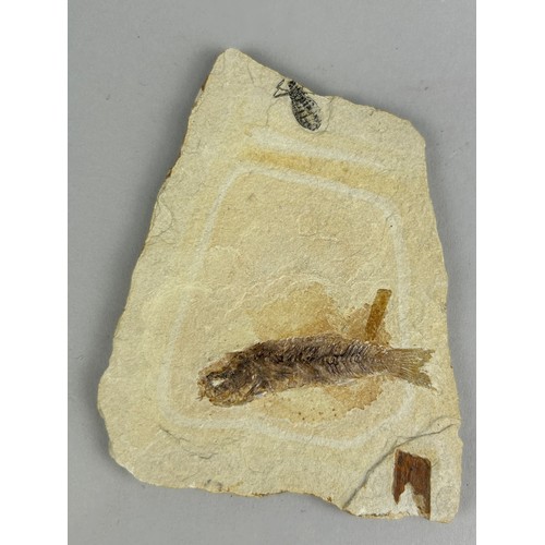 A DRAGONFLY LARVAE AND FISH FOSSIL IN LIMESTONE, 10cm x 8cm A very rare ...
