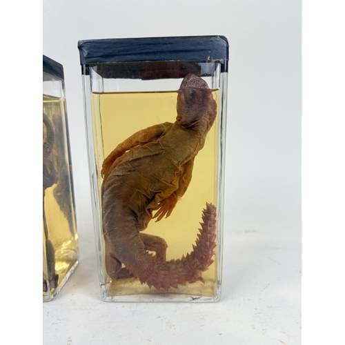 TWO TAXIDERMY NATURAL HISTORY WET SPECIMENS, A STUMP TAIL LIZARD AND A ...