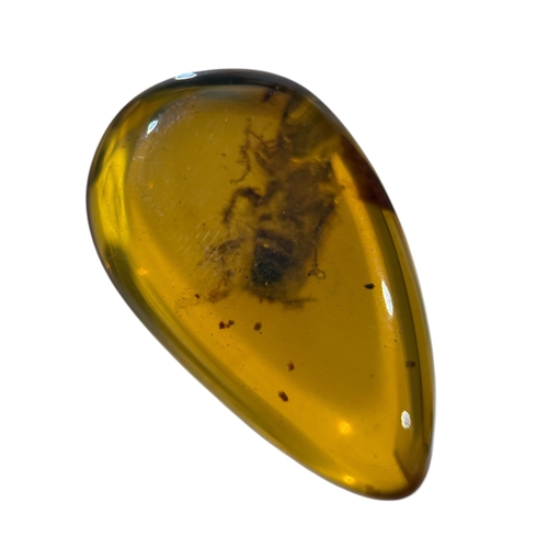 A COCKROACH FOSSIL IN DINOSAUR AGED AMBER A highly detailed cockroach ...
