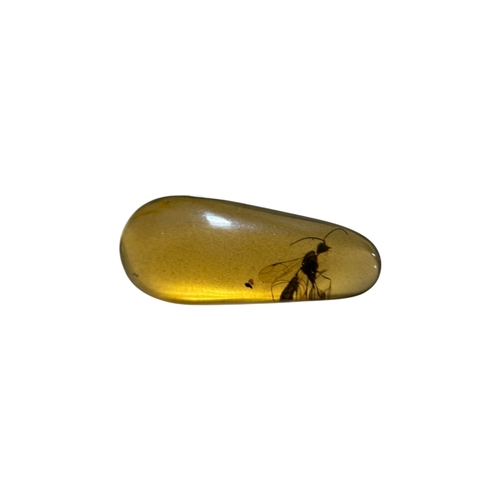 A WASP FOSSIL IN DINOSAUR AGED AMBER A highly detailed wasp. From the ...