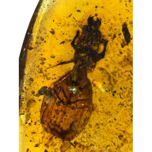 AN UNKNOWN INSECT FOSSIL IN DINOSAUR AGED AMBER An unusual, detailed ...