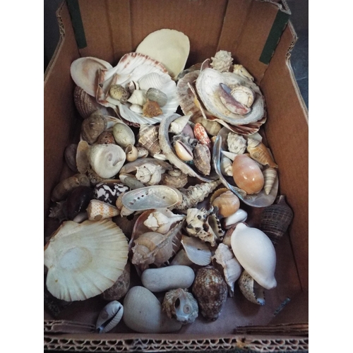 A box of assorted sea shells