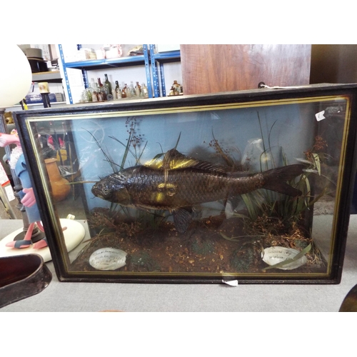 An antique taxidermy study of a common carp housed in a case