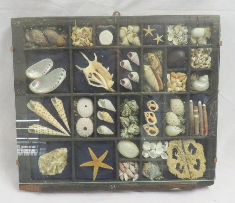 Printing Tray Type Specimen Box filled with shells approx. 42.5cm x 37cm