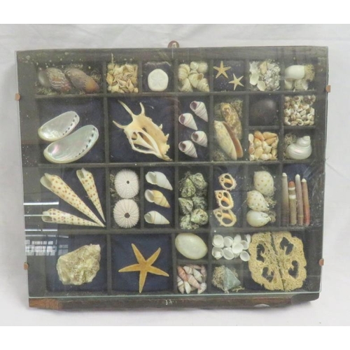 Printing Tray Type Specimen Box filled with shells approx. 42.5cm x 37cm
