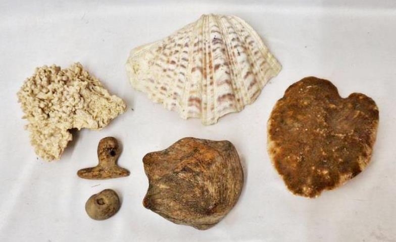 Dug Items, fossils, shell, axe head? etc.
