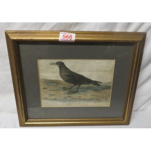 M/f/g Ornothological Print Fuligin Peteril approx. 35cm x 29cm (RHW)