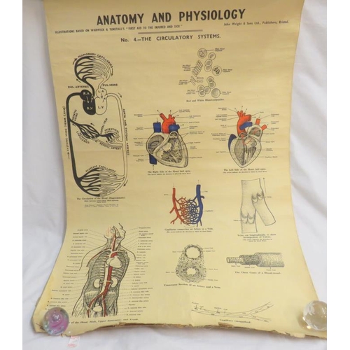 Scrolls Anatomy & Physiology of the Human Body, illustrations based on ...