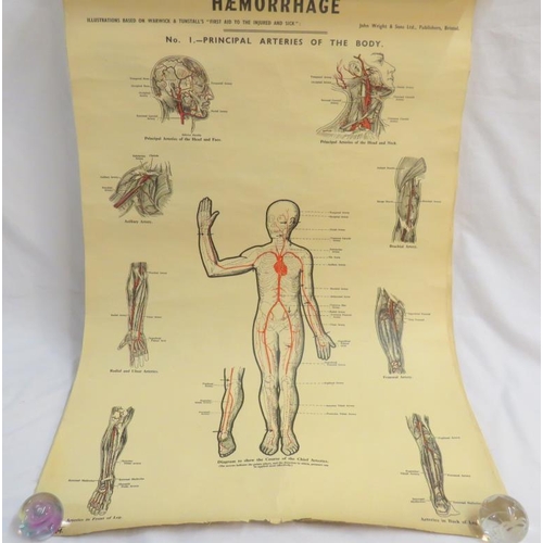 Scrolls Anatomy & Physiology of the Human Body, illustrations based on ...