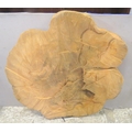 Tree Trunk Slice converted into table top approx. 104cm H x 100cm x 8cm ...