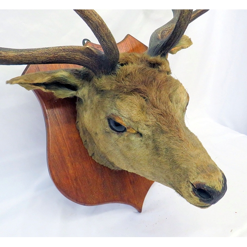 Taxidermy Mounted Fallow Deer Stag