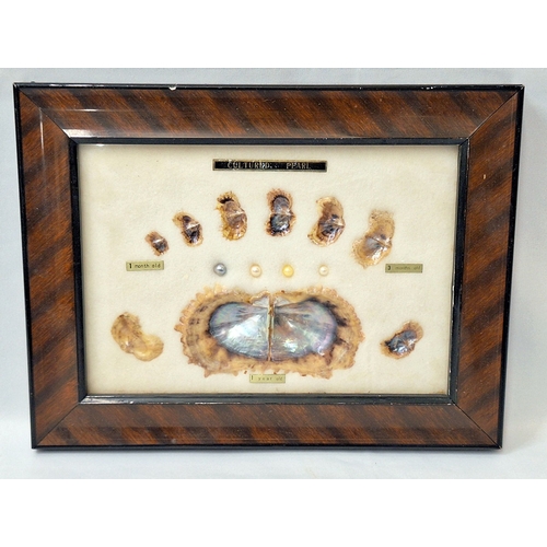 Framed Display showing the growth stages of cultured pearls approx ...