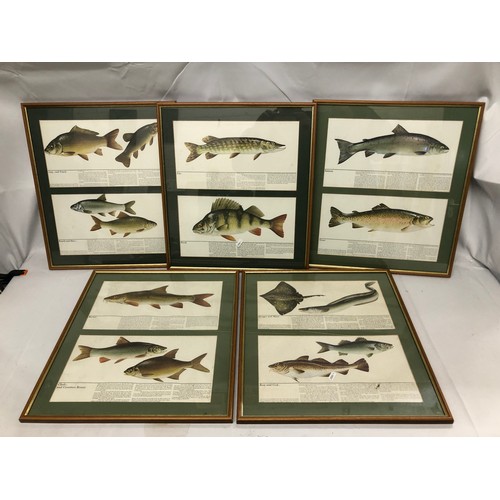 Set of 5 F/g Prints of Various Angling Fish incl. Chubb, Salmon, Trout ...