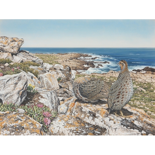 Simon Barlow (South African/Zimbabwean 1965 - ) GREYWING FRANCOLIN