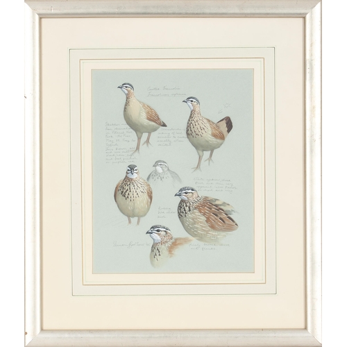 Simon Barlow (South African/Zimbabwean 1965 - ) CRESTED FRANCOLIN ...