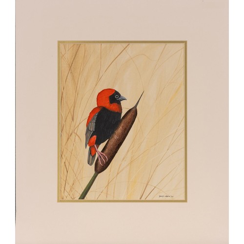 David Cubbin (South African 1970-) RED BISHOP