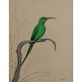 David Cubbin (South African 1970-) MALACHITE SUNBIRD