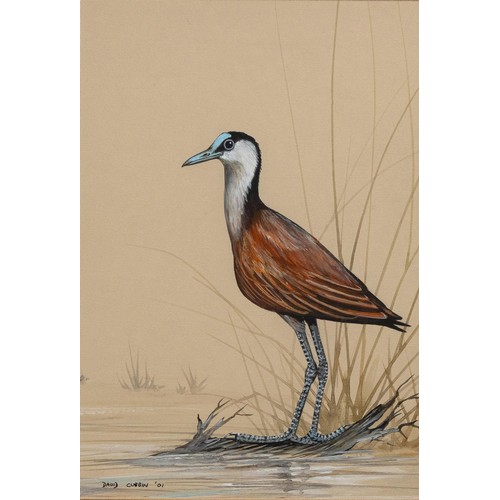 David Cubbin (South African 1970-) AFRICAN JACANA
