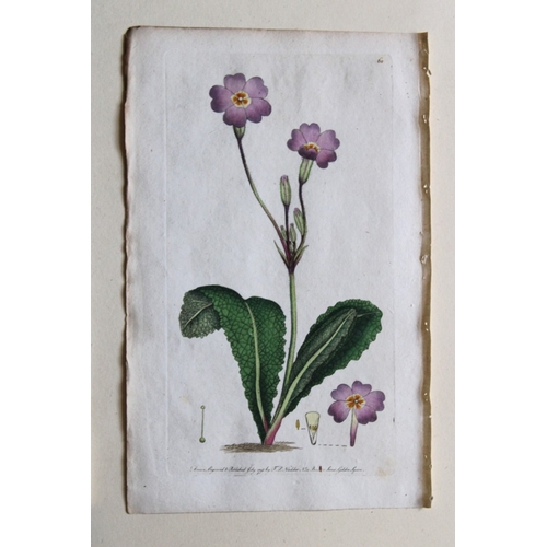 Frederick P Nodder - 4 engravings from Flora Rustica 1792. These hand ...